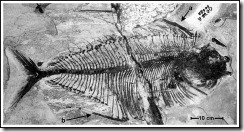 Paleontología - Ciencia Explicada